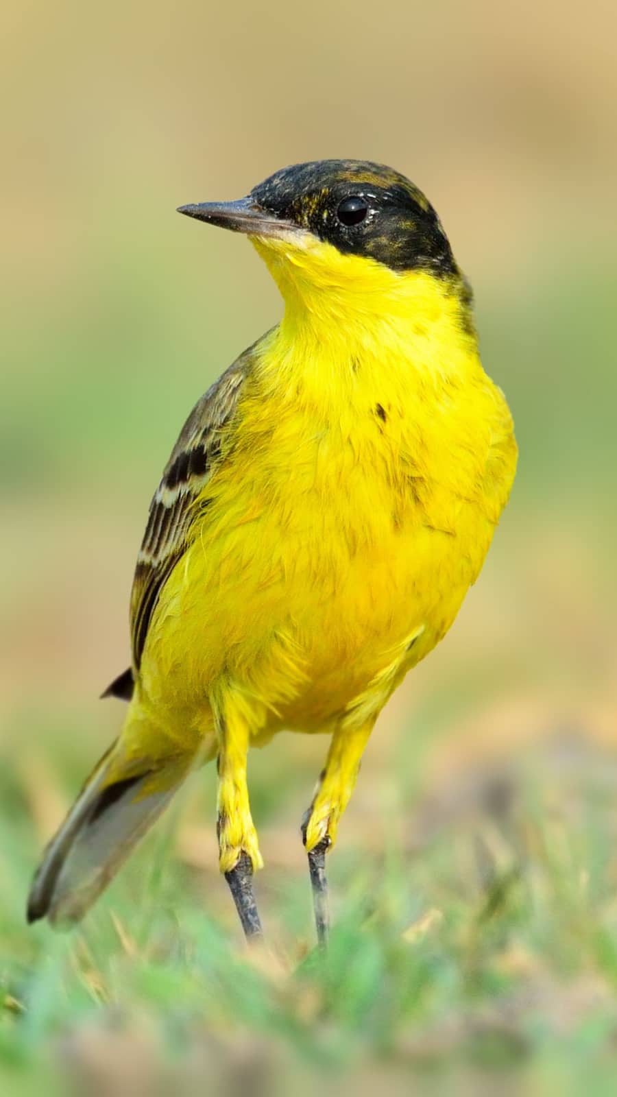 Beautiful Yellow Bird