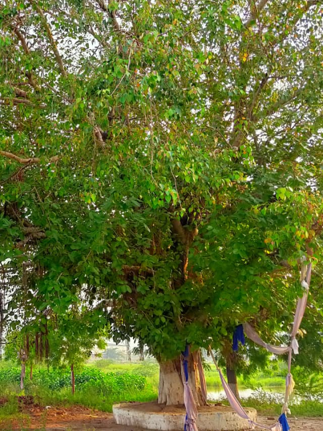 10 Reasons to Worship Peepal Tree on Saturdays
