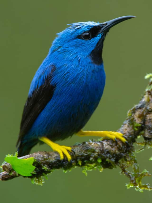 10 Most Beautiful Blue Birds in the World