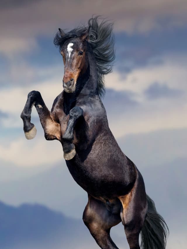 Top 9 Fastest Horses in the World