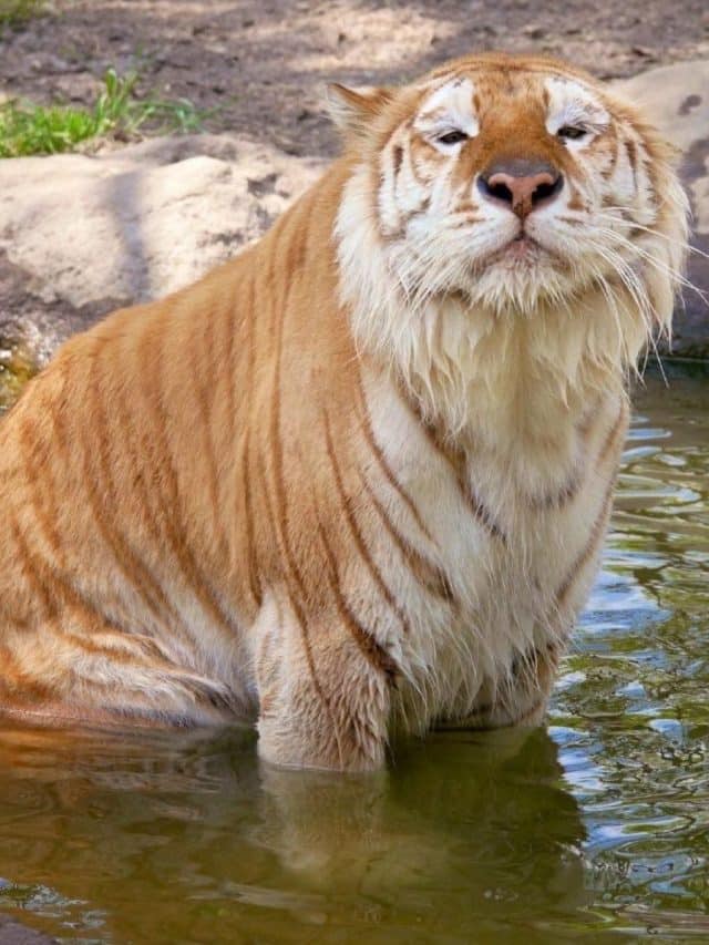 10 Unique Hybrid Animals Created By Humans