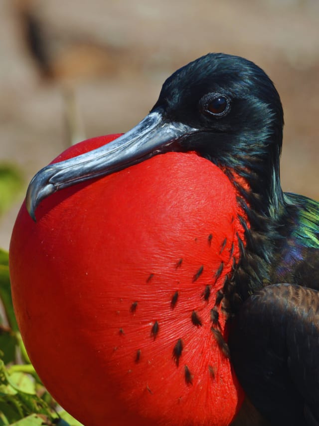Meet the 10 Most Fearsome Pirate Birds of the Sky