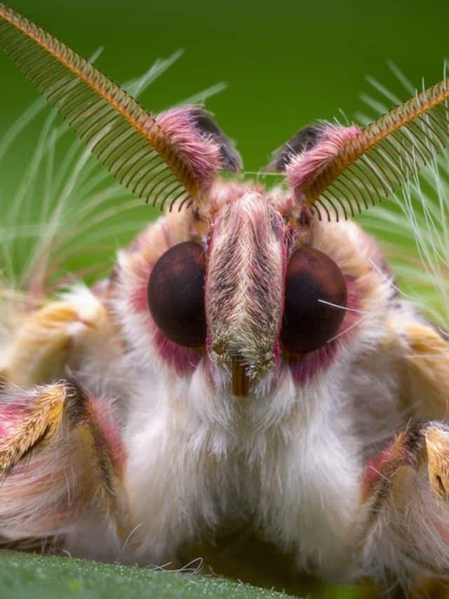 10 Most Mysterious Animals You've Never Heard Of