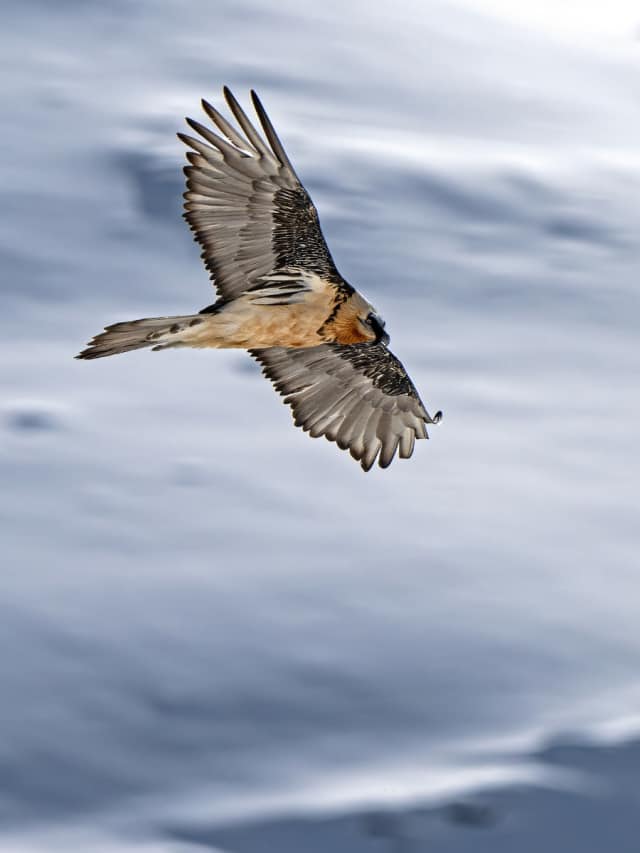 9 Majestic Birds Caught Mid-Flight: A Photographer's Dream