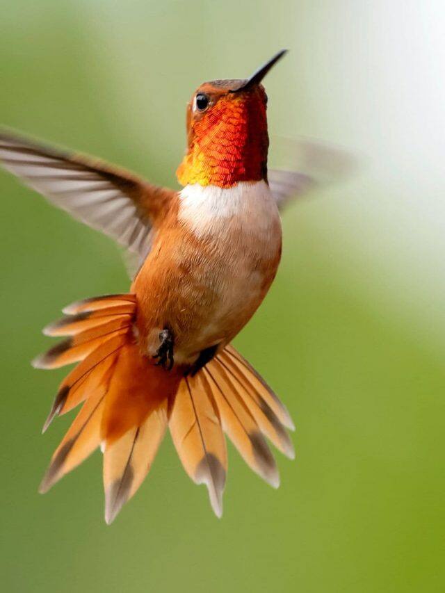 Chirpy and Charming: Best birds to have as pets