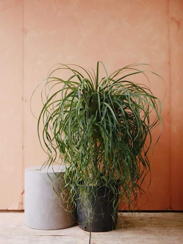 Plant Talk: 10 hacks that will make your dying plants come alive