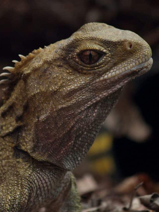 10 Oldest Animals from Dinosaur Era That Are Still Alive