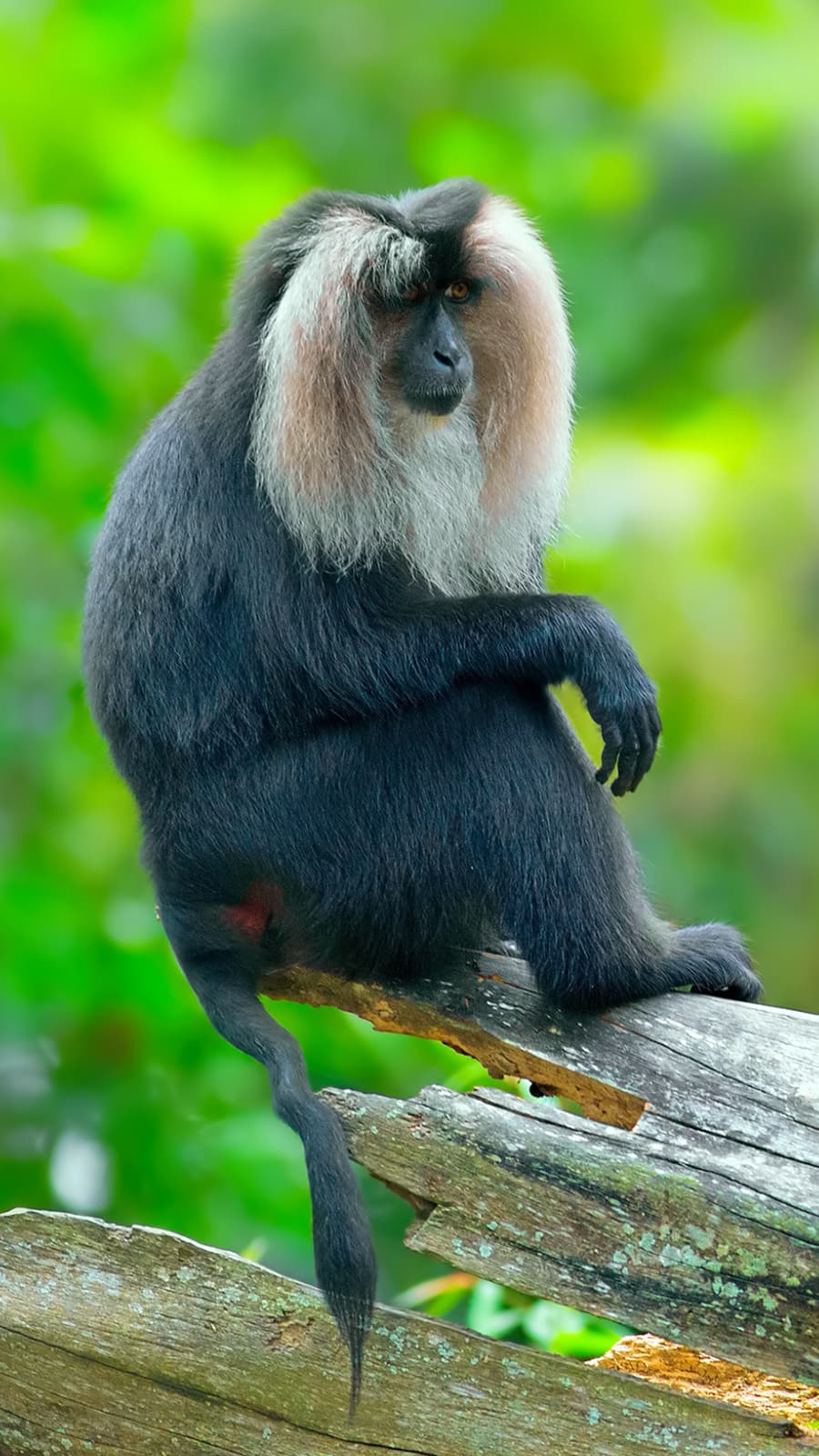 Rare Animals With Names Wallpapers Gallery