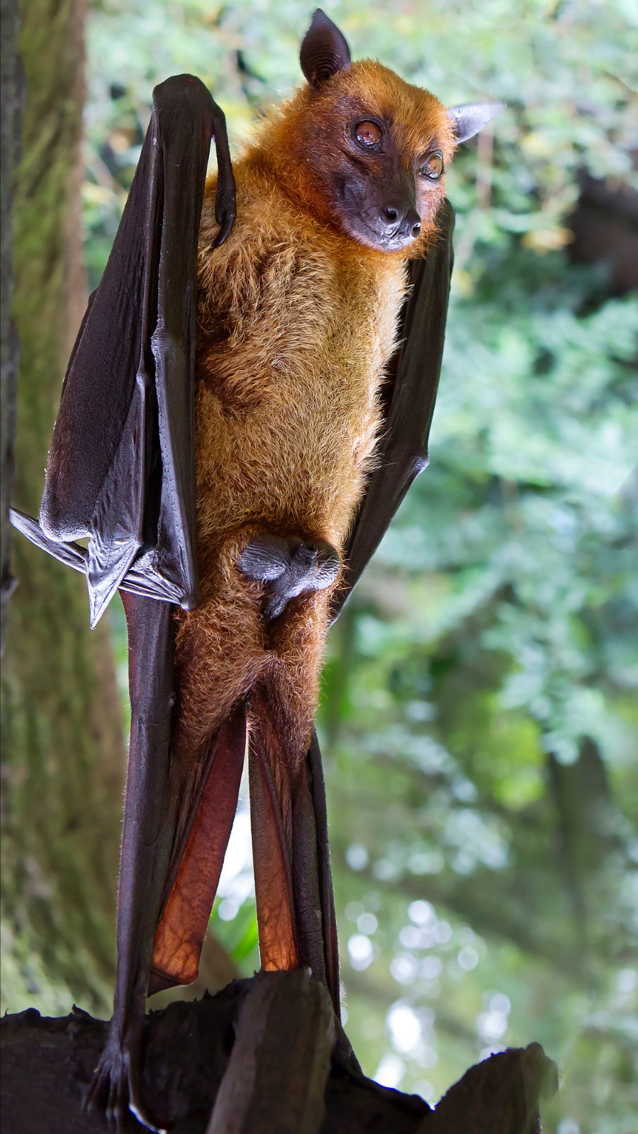 Biggest bat store