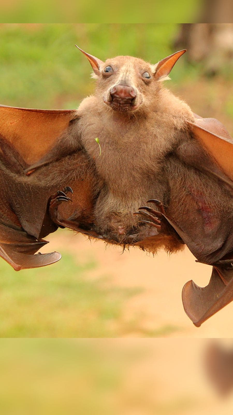 9 Largest Bats in the Animal Kingdom