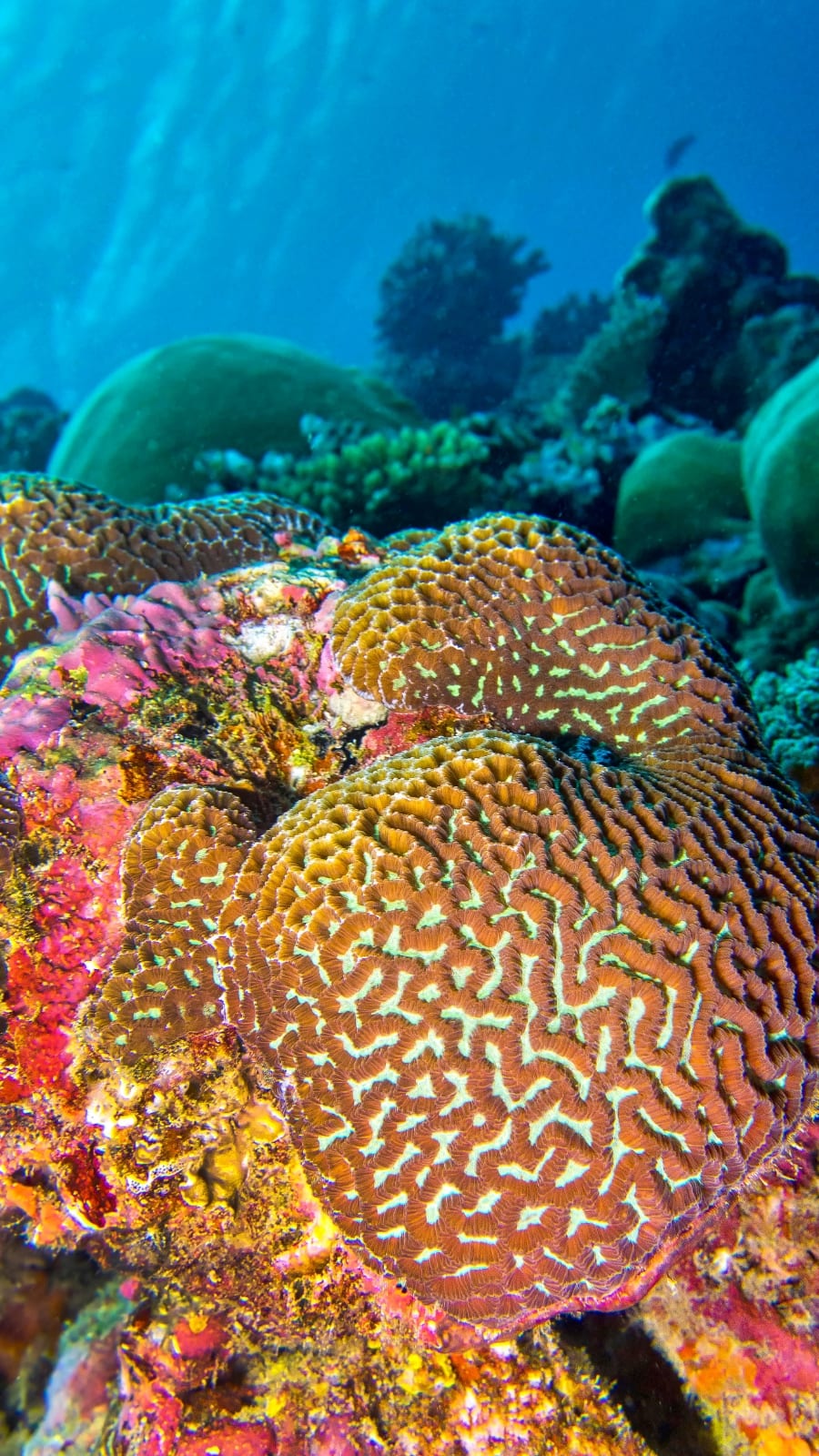 Top 10 Most Beautiful Coral Reefs