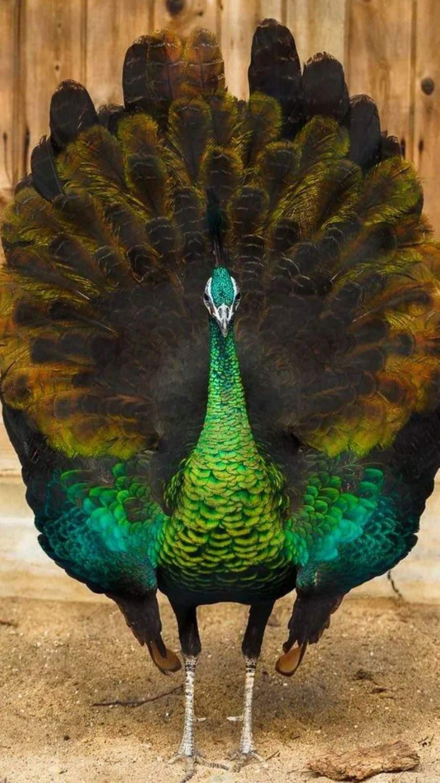 Green Peacocks