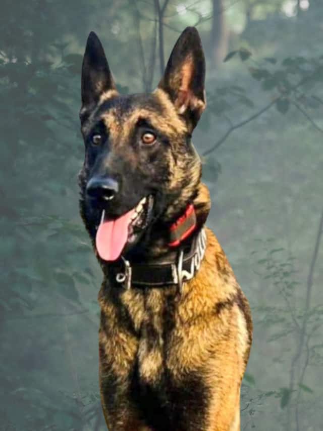 9 Facts About Brave Indian Army Dog Phantom Killed in J&K