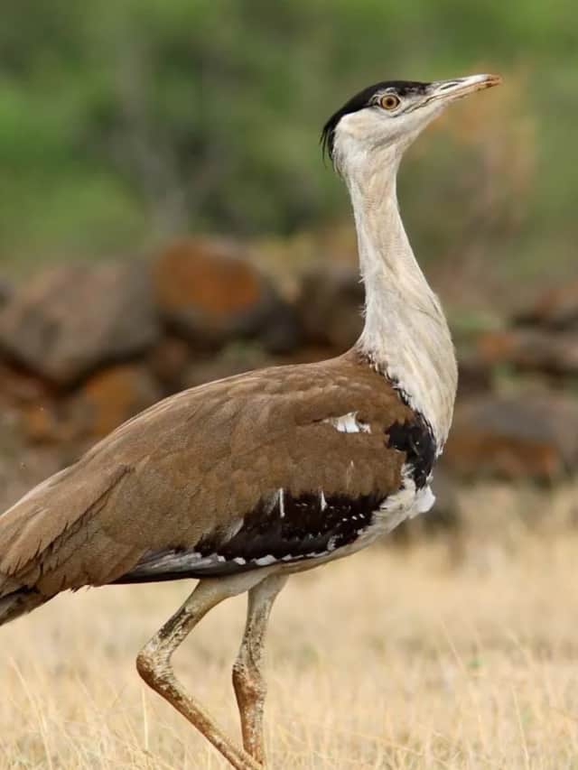 Critically Rare Great Indian Bustard Hatches a Precious Chick