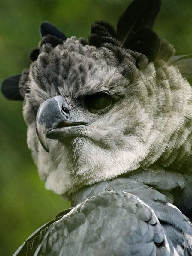 8 Terrifying Birds That Eat Humans