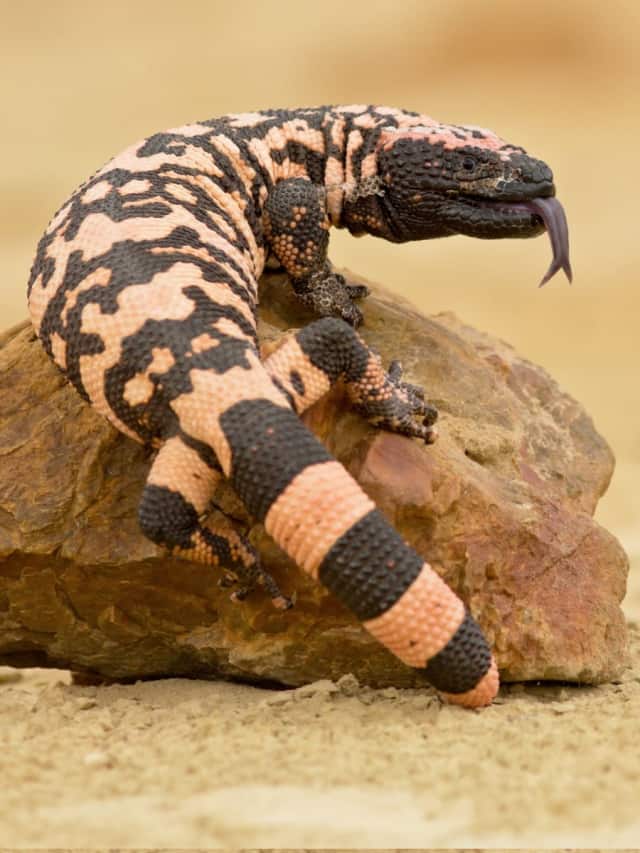 Meet Gila Monster: The World's Deadliest Lizard