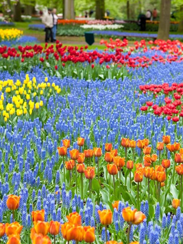 10 Must-Visit Flower Destinations Around the World
