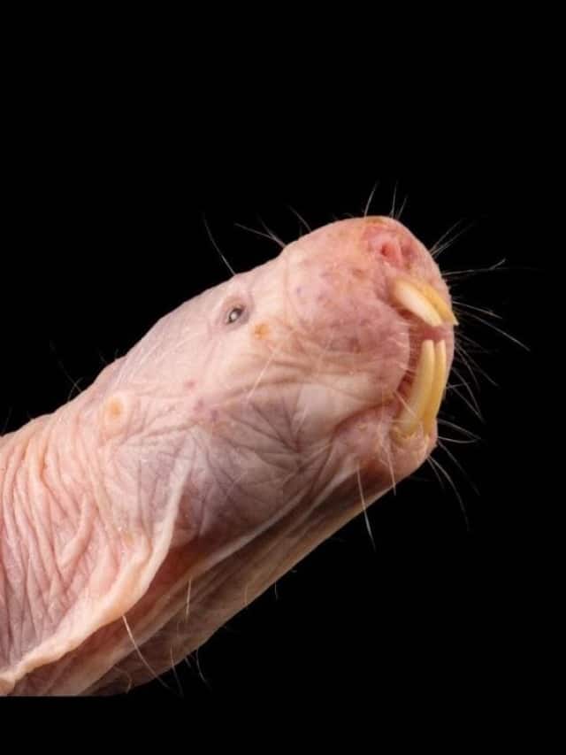 Bats, snakes and more… 8 animals that do not require eyes to see