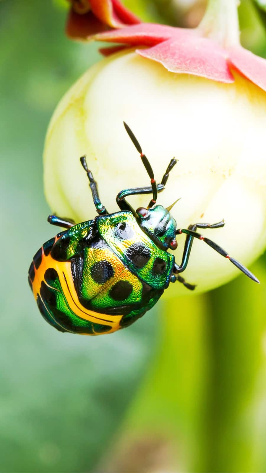 Insect Pictures Colorful