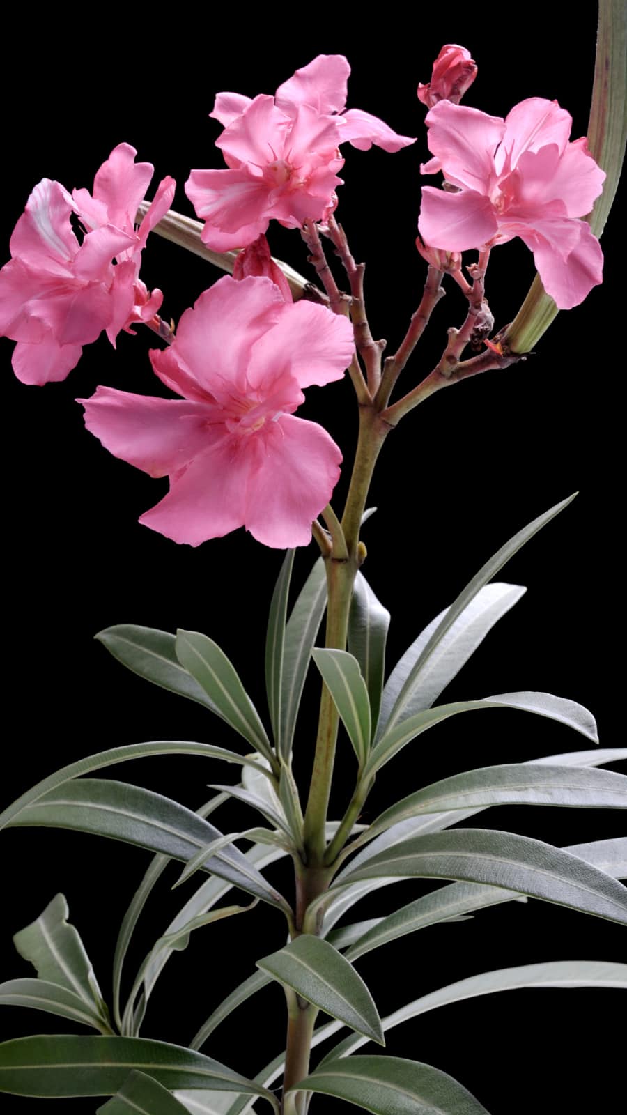 Beautiful Poisonous Flowers And Their Names