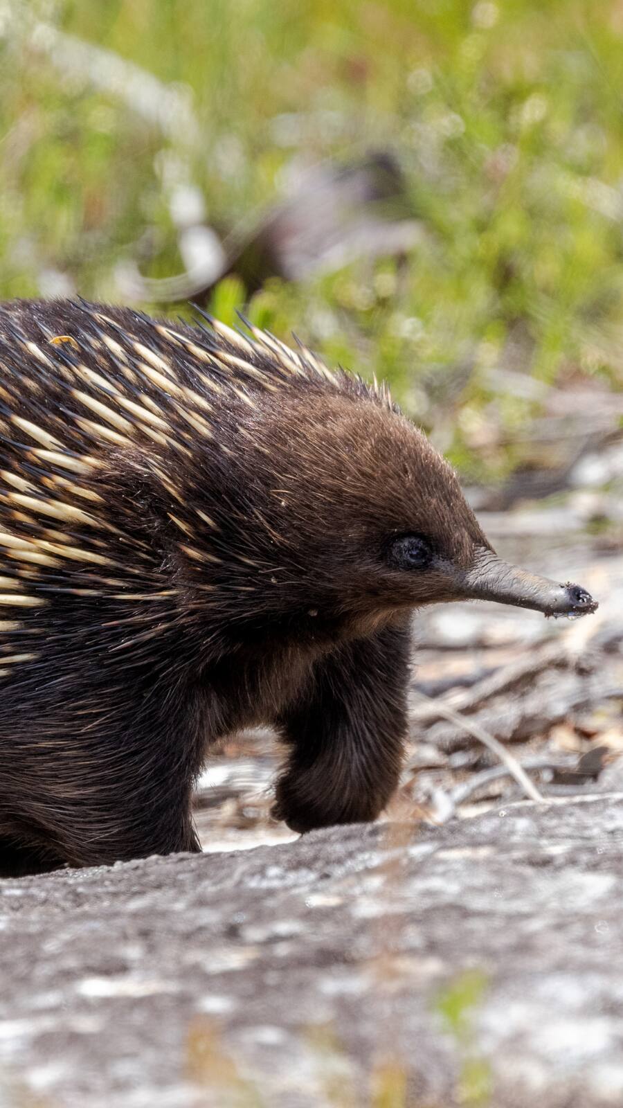 Types Of Mammals That Lay Eggs