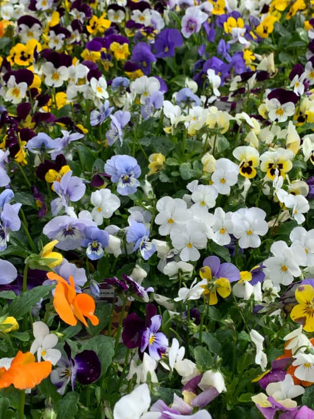 10 Colour-Changing Flowers You Need to See