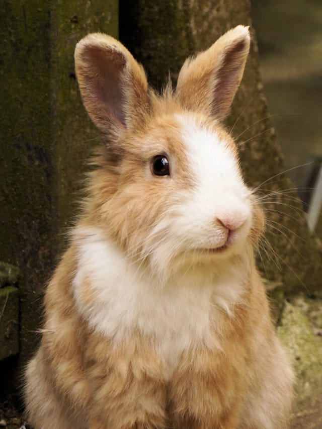 10 Low-Maintenance Animals to Keep as Pets