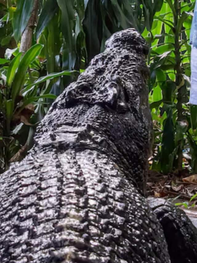 World’s Biggest Captive Crocodile Cassius Dies at 120