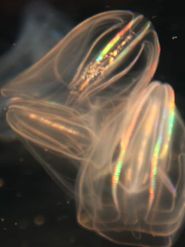 10 Animals That Glow in the Dark