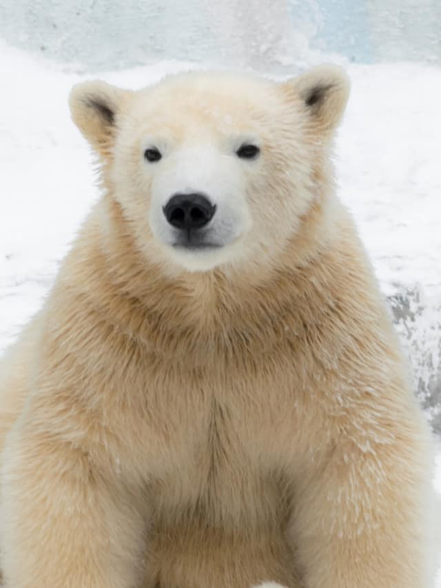 Top 10 Largest Bears in the World