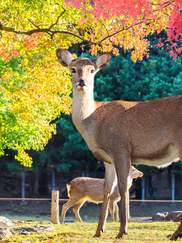 7 Fascinating Facts About Japan's Nara Deer