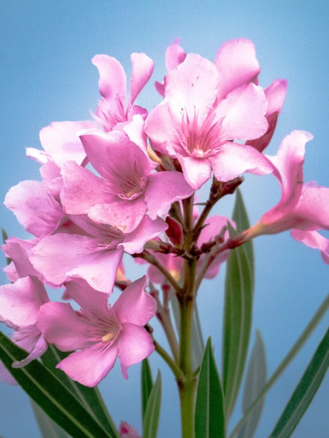 7 Most Beautiful but Poisonous Flowers You Should Never Touch