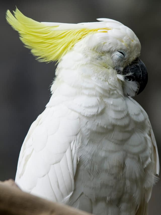 10 Fascinating Birds That Sleep While Flying