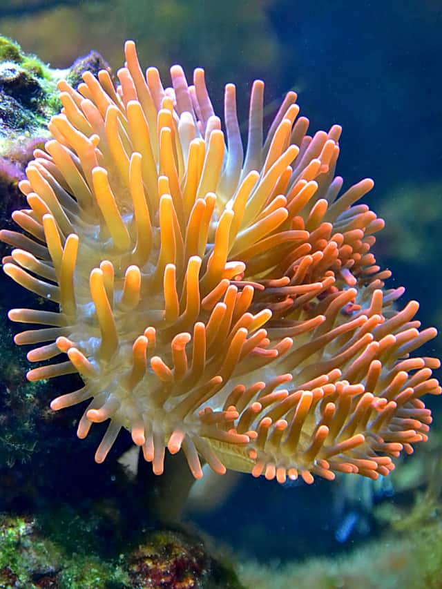 Top 10 Largest Corals in the World