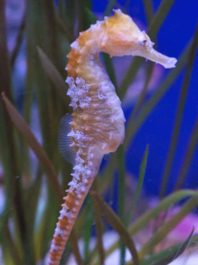 10 Colour-Changing Animals You’ve Probably Never Heard Of