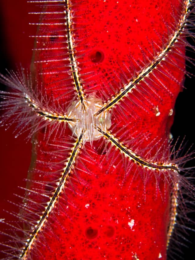 10 Creatures That Can Live Without a Heart