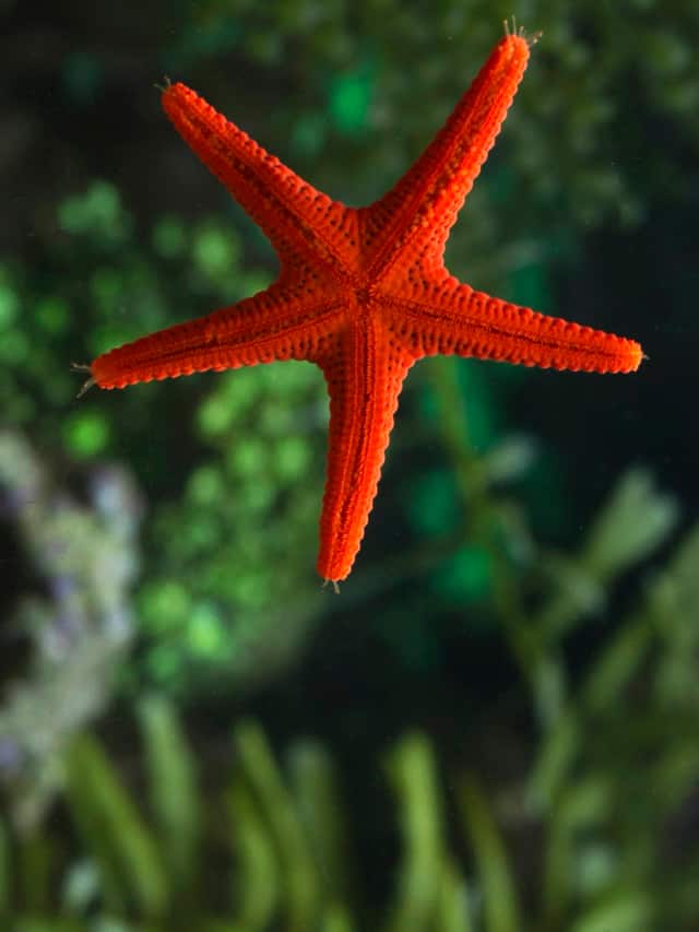 10 Animals That Have More Than One Heart