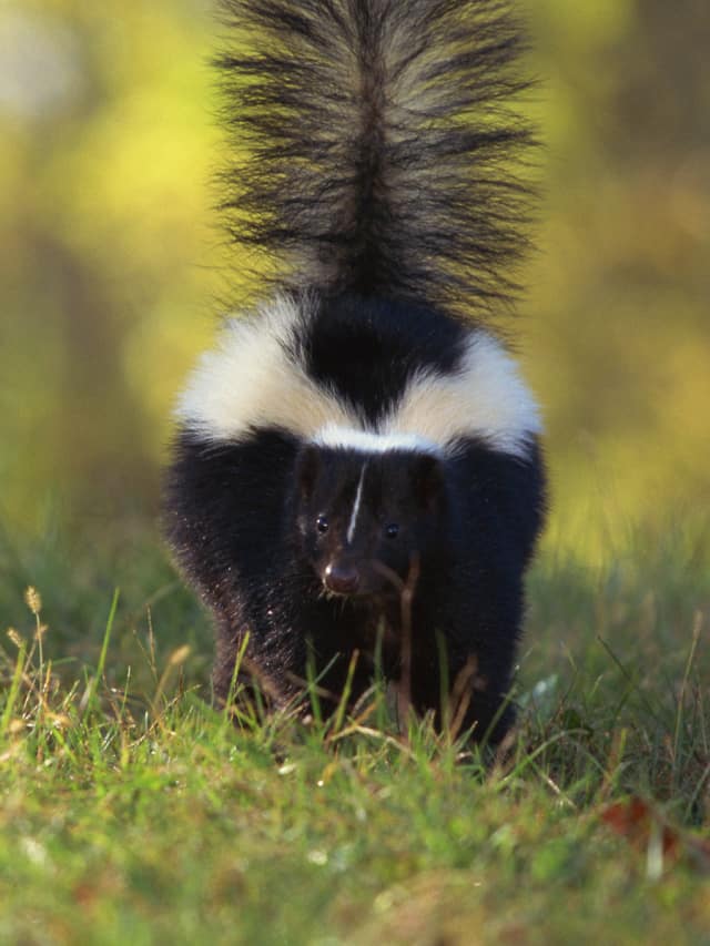 Top 10 Smelliest Animals in the World