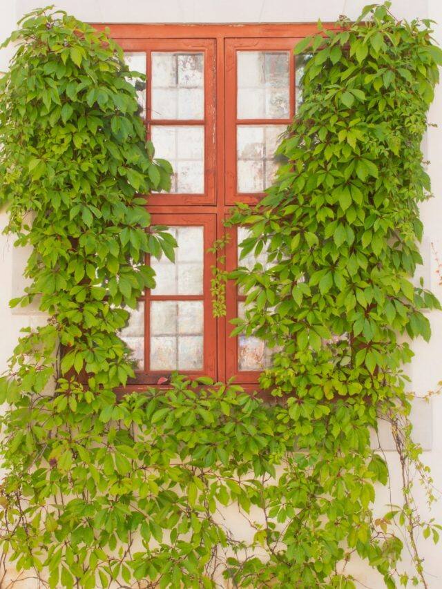 Indoor Creeper Plants For Home