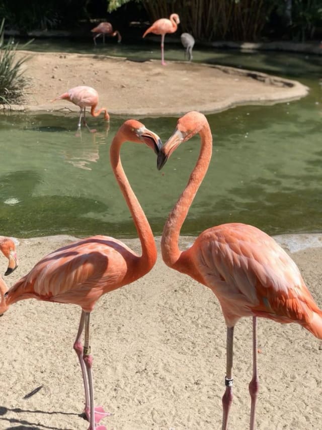 Pretty Pink: 8 extraordinary pink animals found across the world