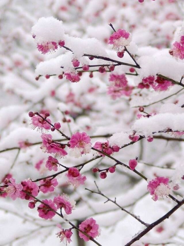 Flower Power: 10 winter flowers that can brighten your garden