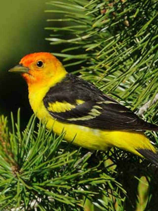 10 Most Beautiful Yellow Birds On Earth