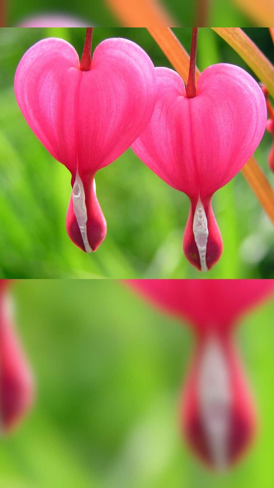 Rarest And Most Beautiful Flower In The World - Infoupdate.org