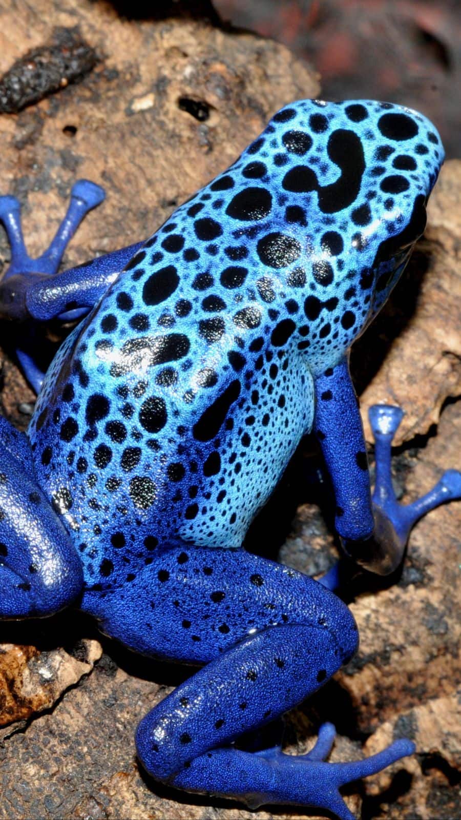 Rare Animals In The Amazon Rainforest 7 Unique And Rare Animals Of The