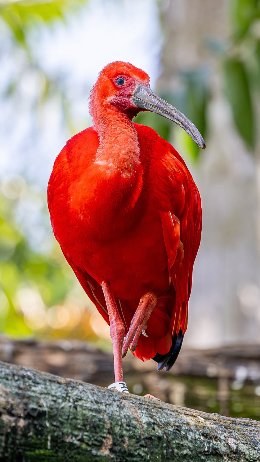 Most Beautiful Animals In The World Top 10