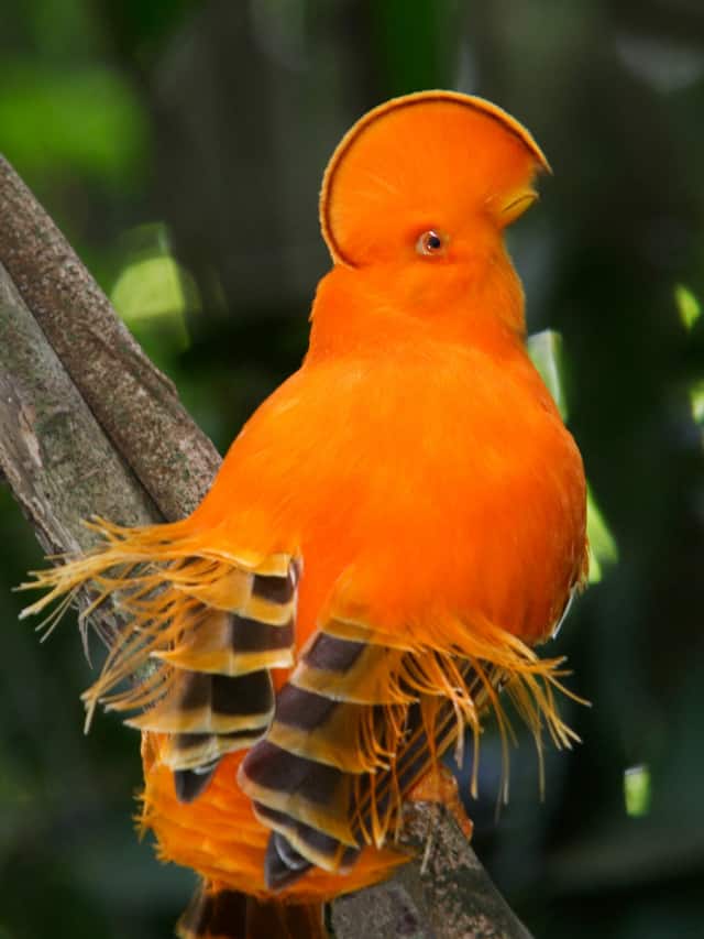 10 Most Beautiful Orange Animals Found in Nature