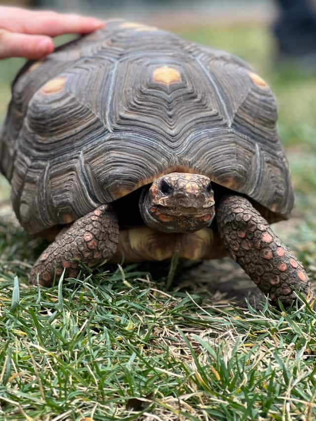 10 Incredible Animals That Carry Their Home on Their Backs