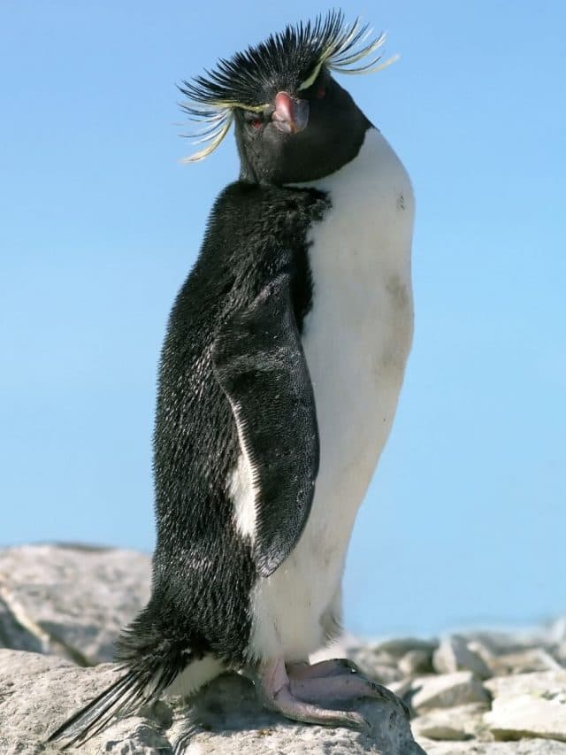Top 10 Rare Penguin Species in the World