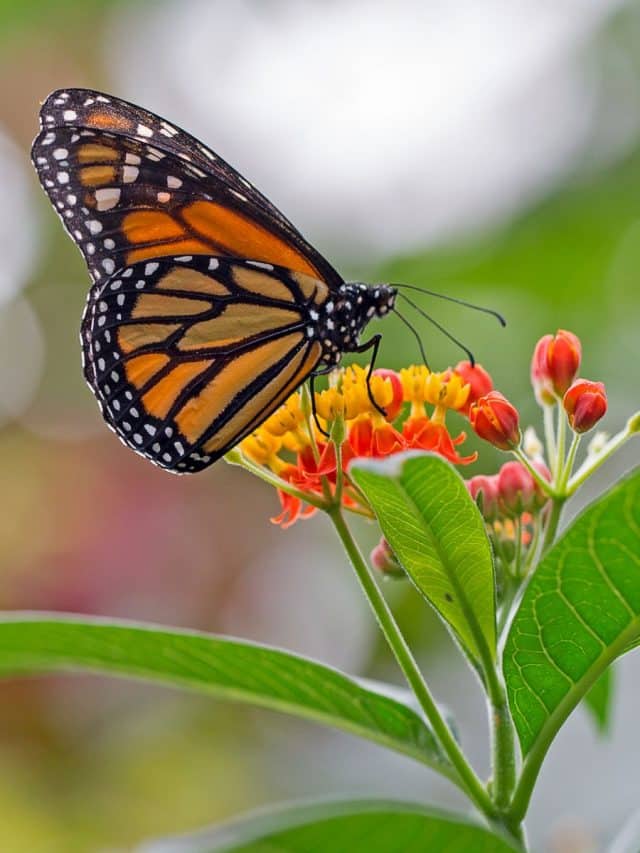 10 Monarch Butterfly Superpowers That Make Them Unique