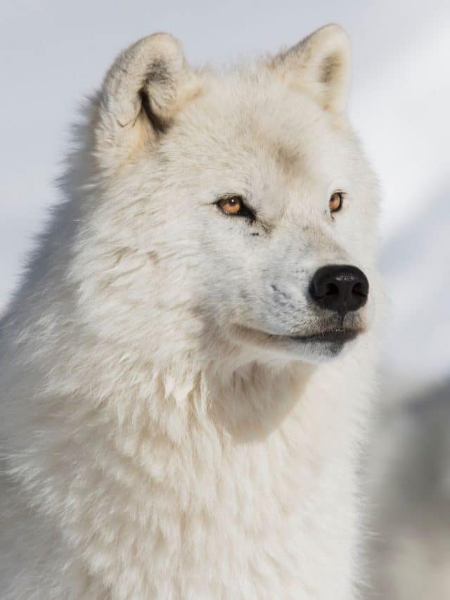 8 Breathtaking Images of White Wolves in the Wild